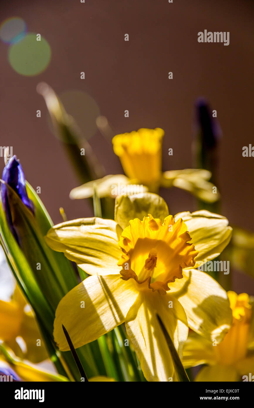 Summer/Spring sun rays falling over yellow daffodil flower making it look translucent with a ...