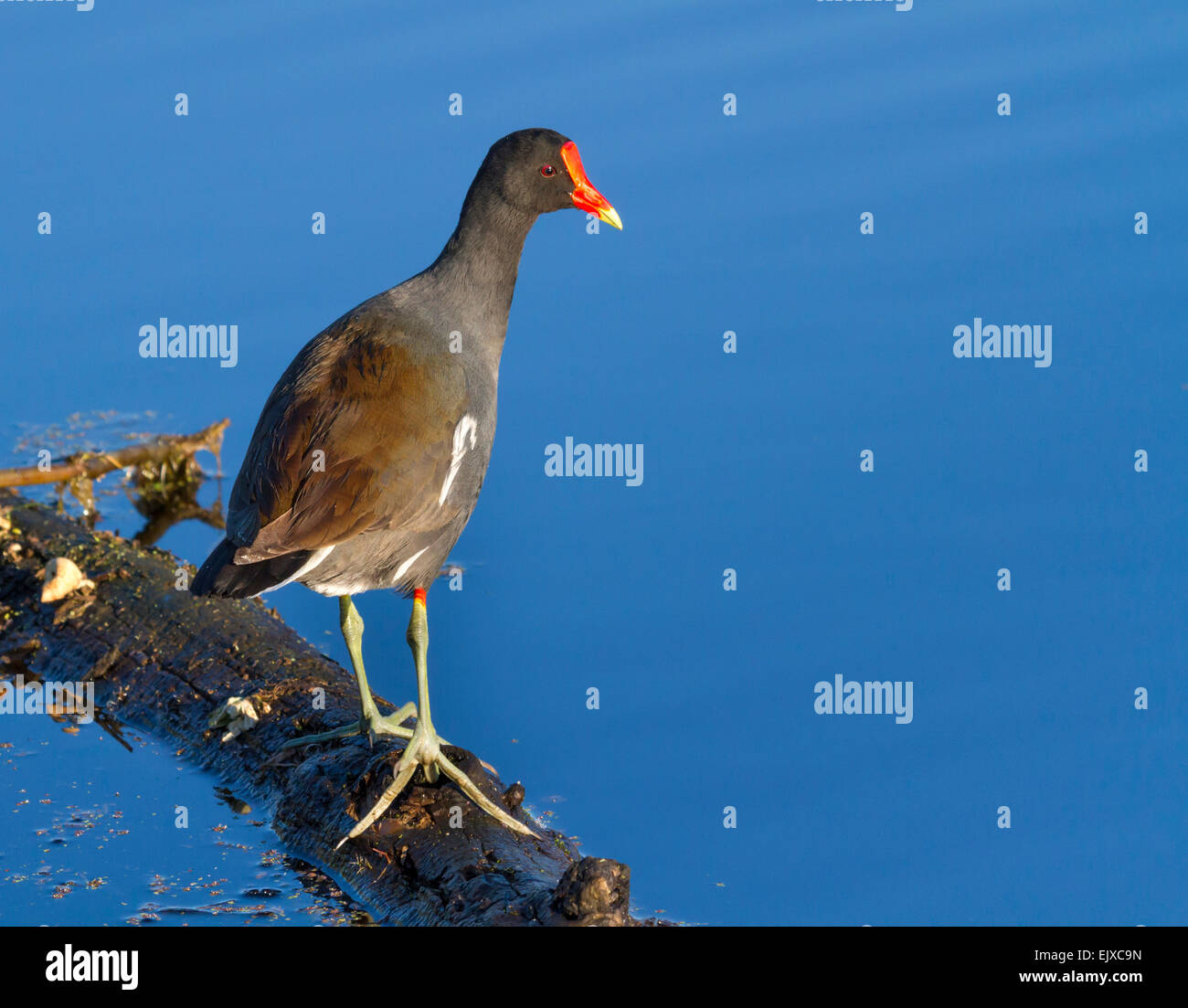 Common Gallinule (Gallinula galeata) in a swamp against the quiet water ...