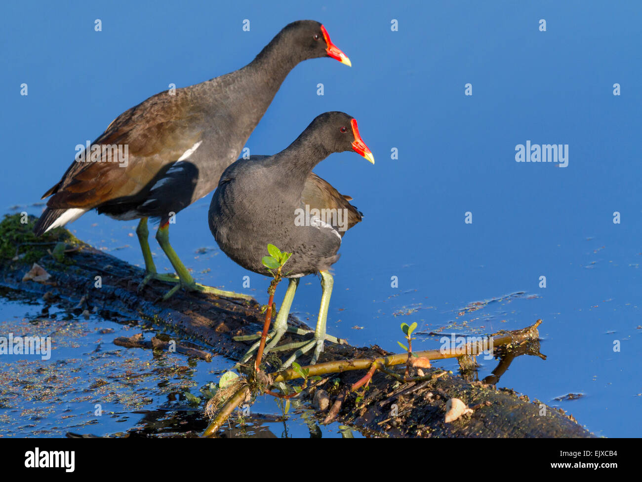 Gallinules hi-res stock photography and images - Alamy