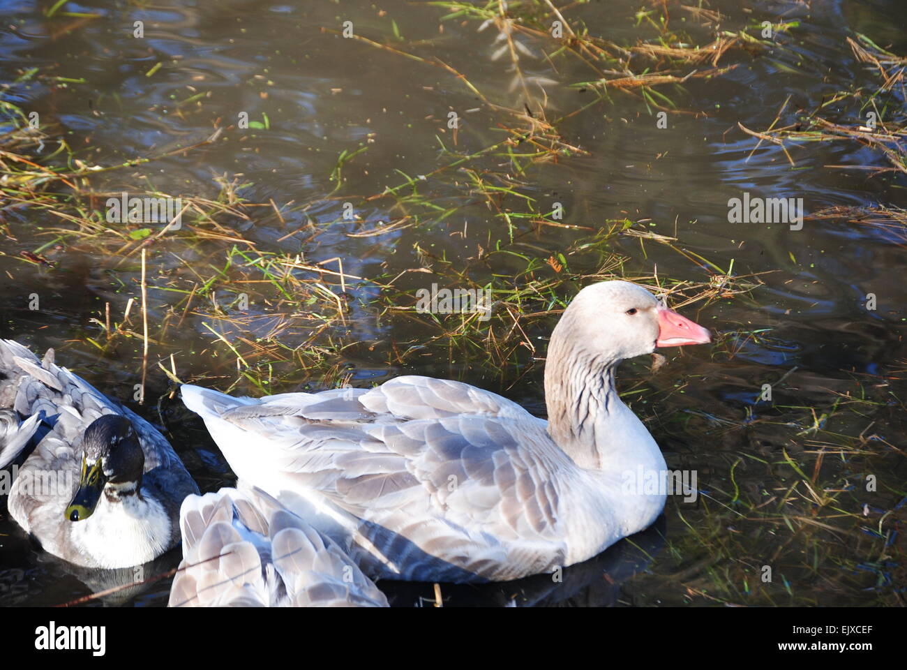American Buff Goose High Resolution Stock Photography and Images - Alamy
