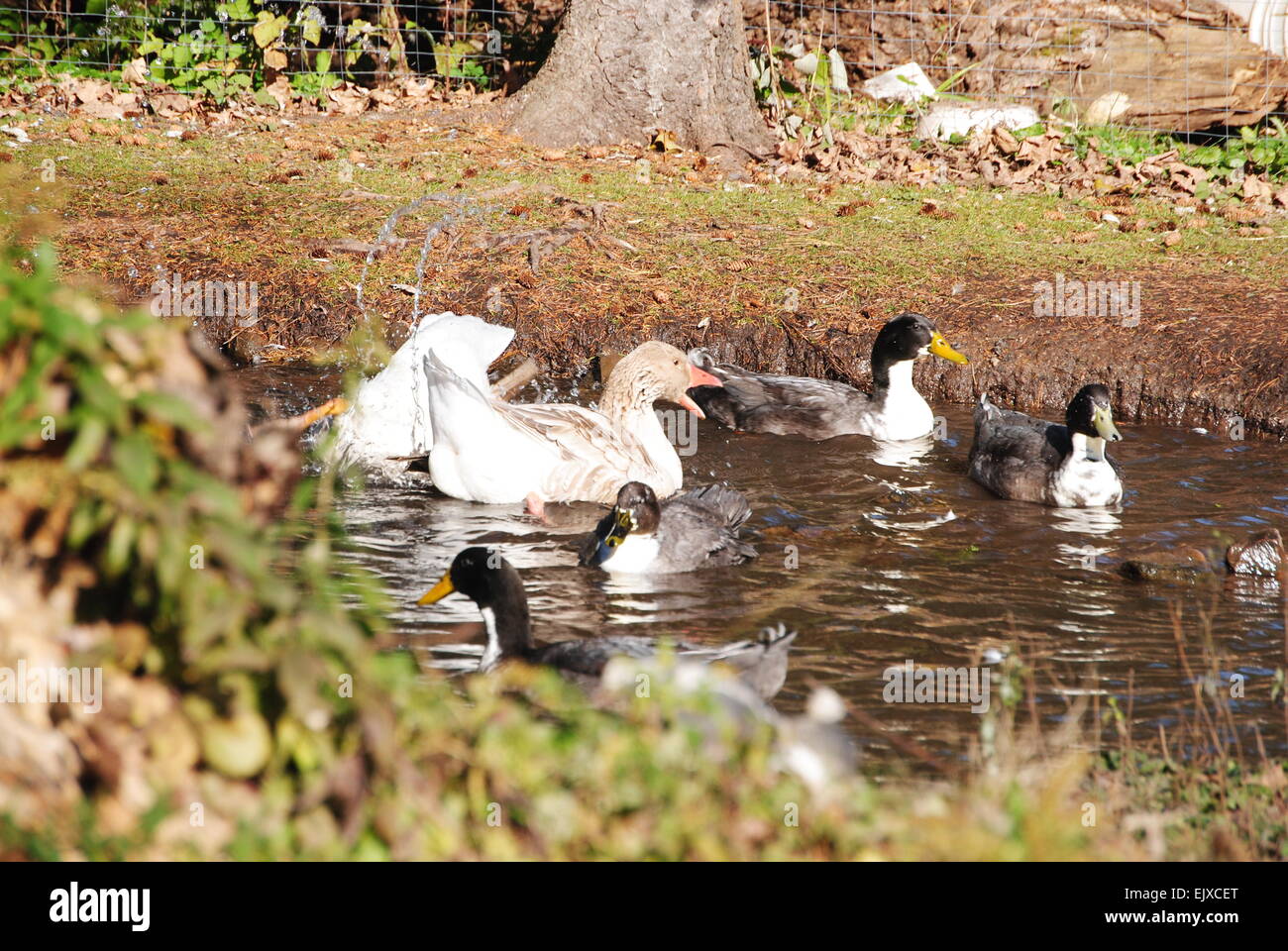 Ducks and geese Stock Photo - Alamy
