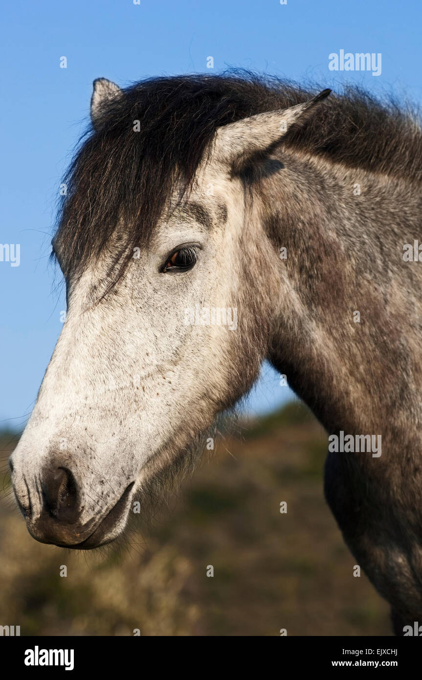 Portrait of a horse getting angry about being photographed Stock Photo ...