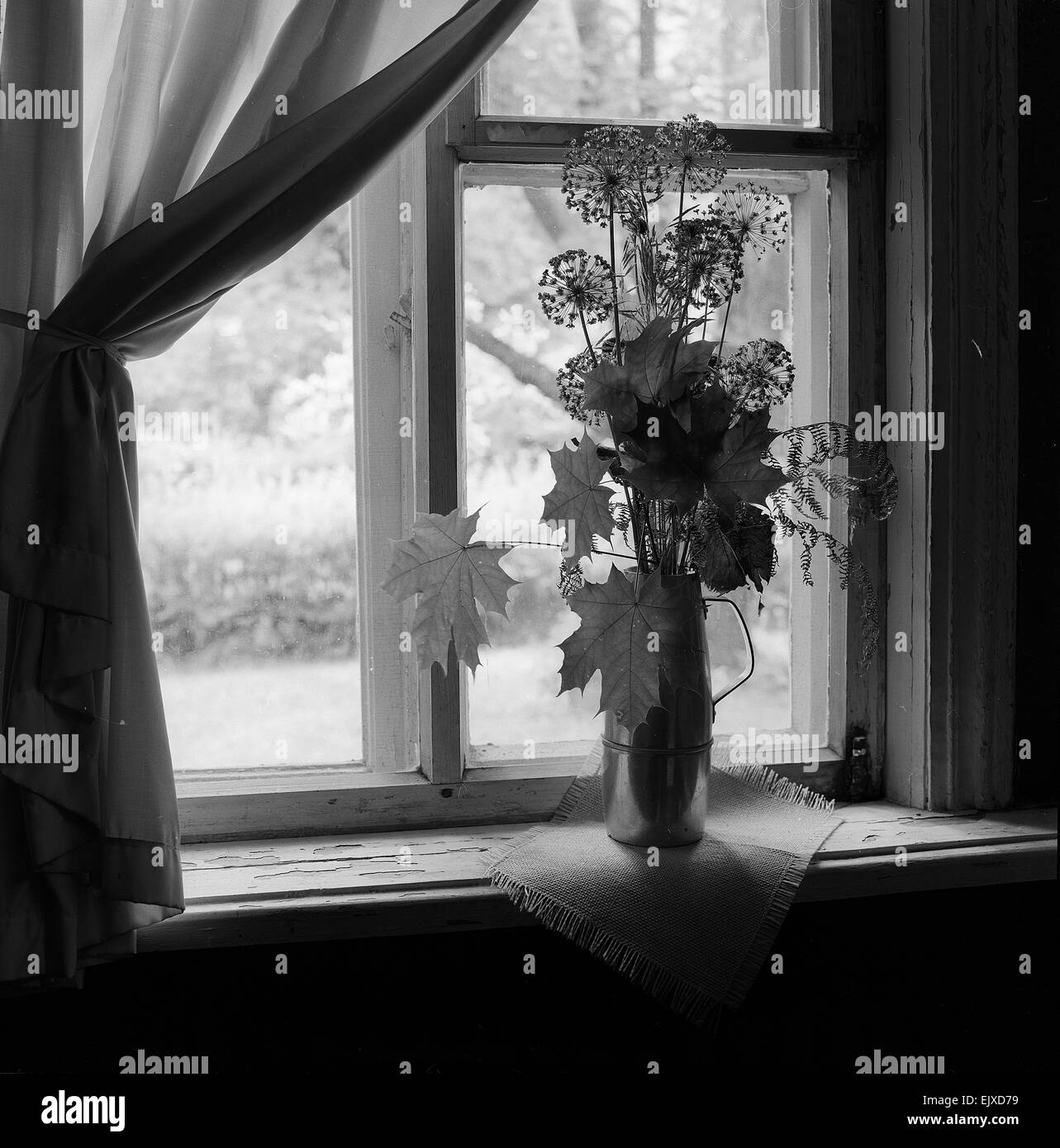 Japanese maple Black and White Stock Photos & Images - Alamy