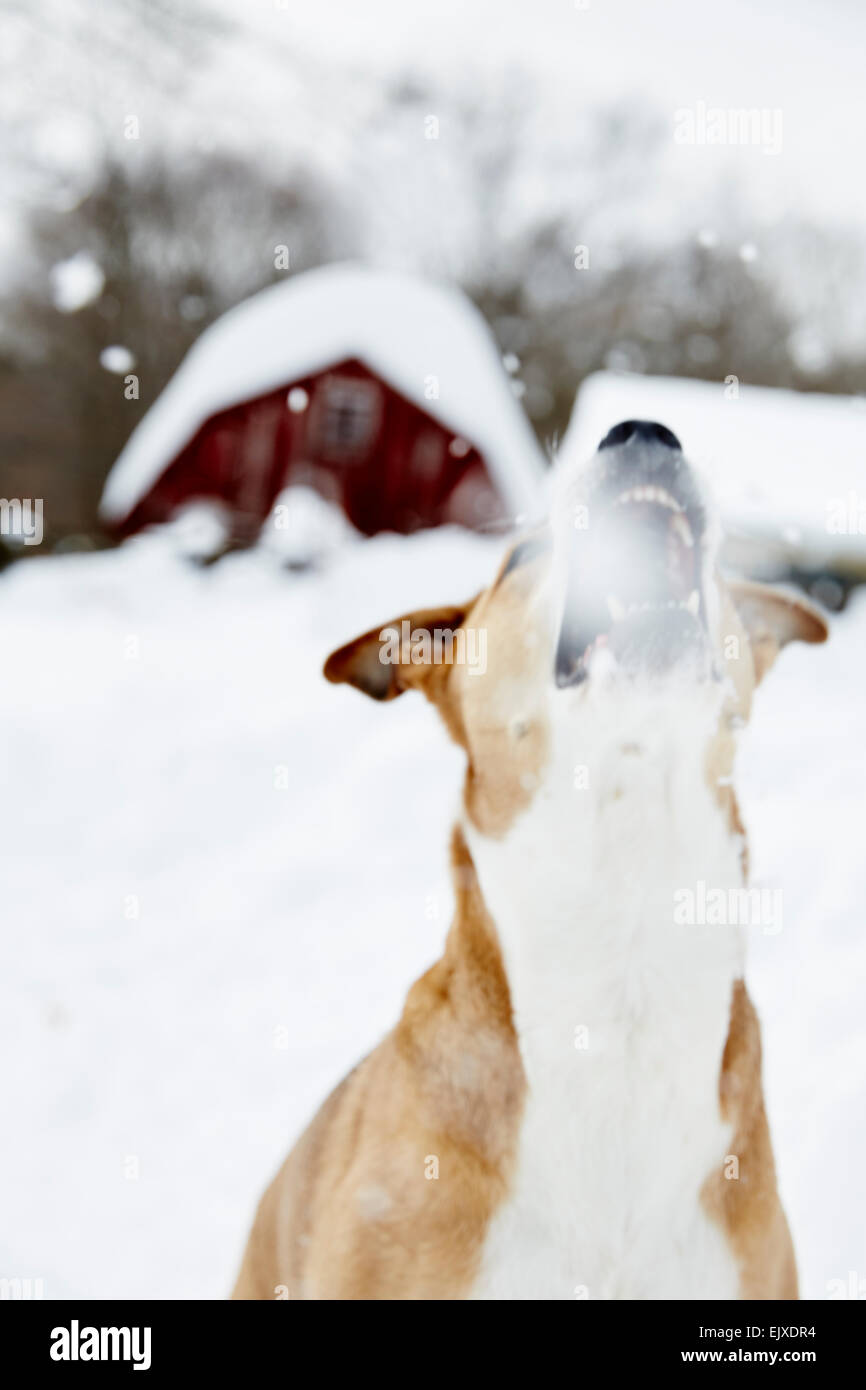 Dog visible hi-res stock photography and images - Alamy
