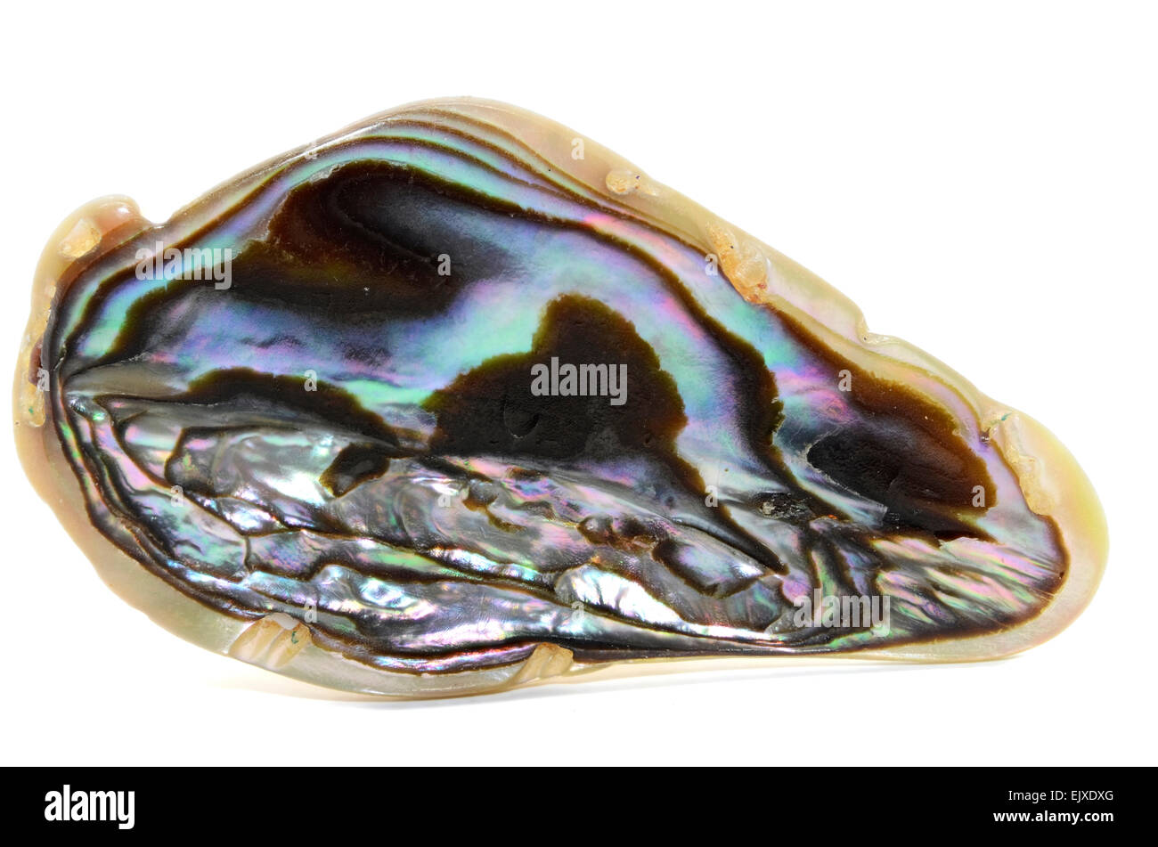 Rainbow abalone hi-res stock photography and images - Alamy