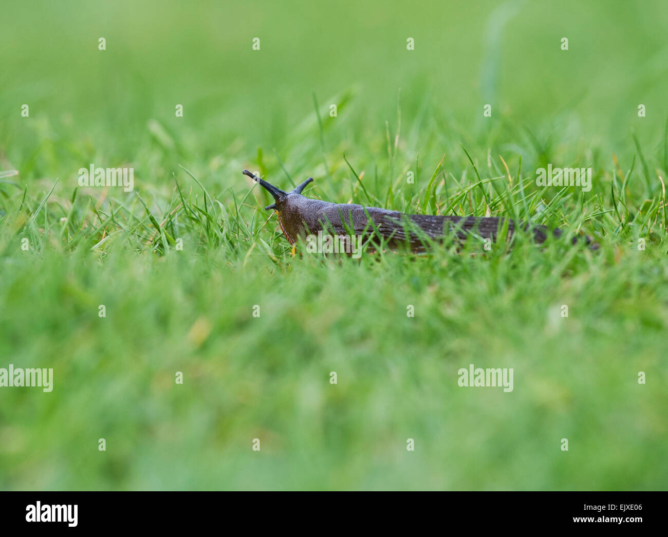 Lawn insects hi-res stock photography and images - Alamy