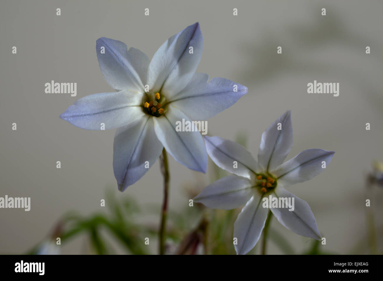 Small Blue / Lilac flower called Ipheion uniflorum wisely blue low ...