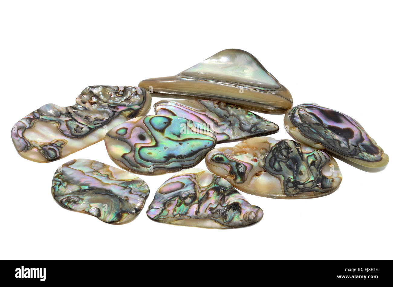 Abalone shell hi-res stock photography and images - Alamy