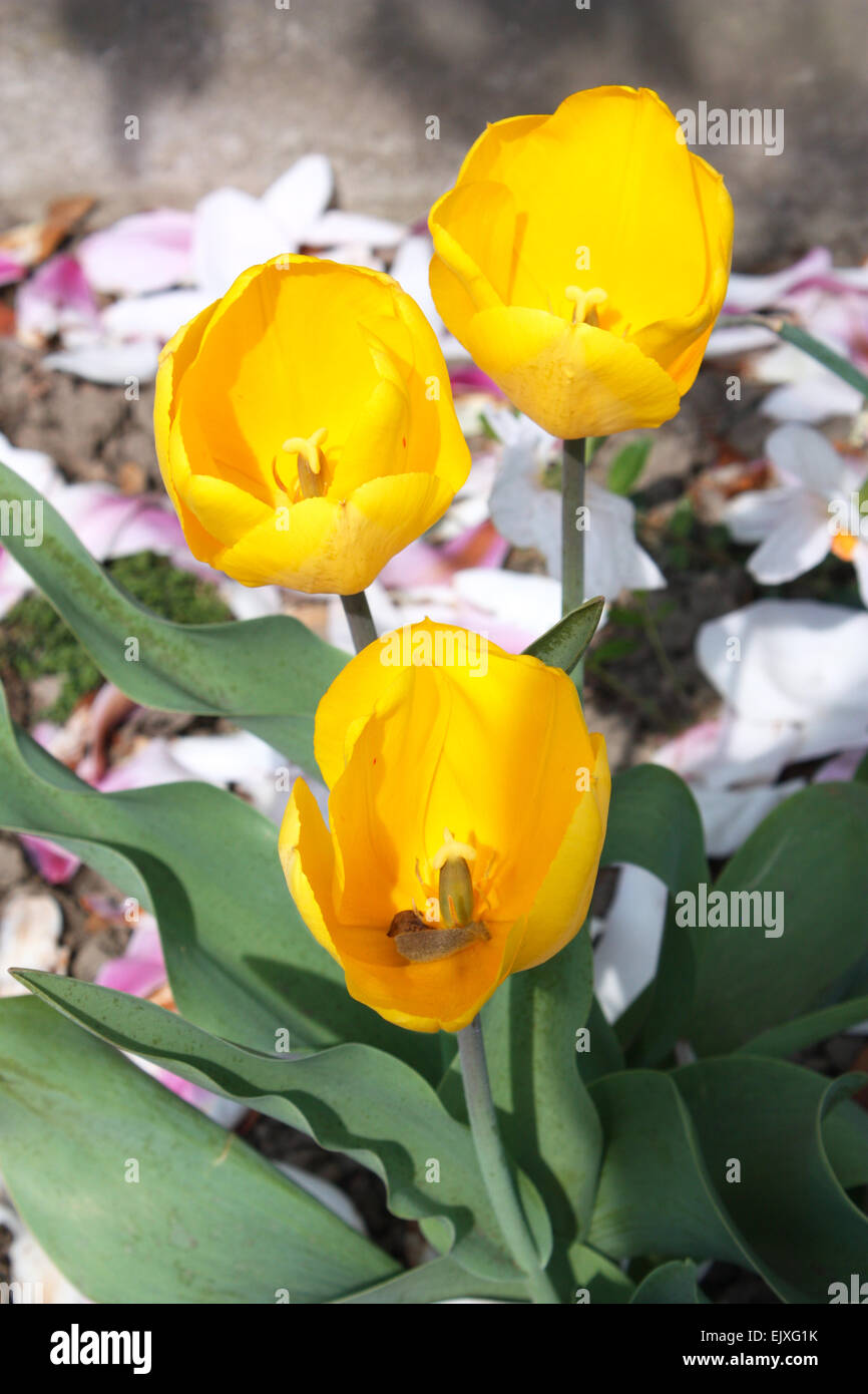 Yellow blooms in nature hi-res stock photography and images - Alamy