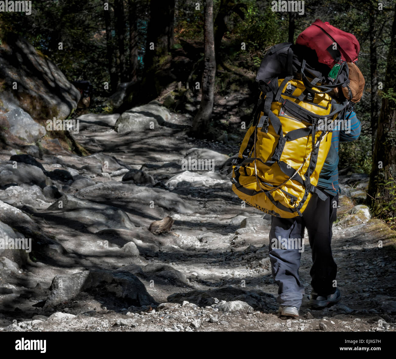 Nepal, Khumbu, Everest region, Tengboche, Nepalese porter Stock Photo ...