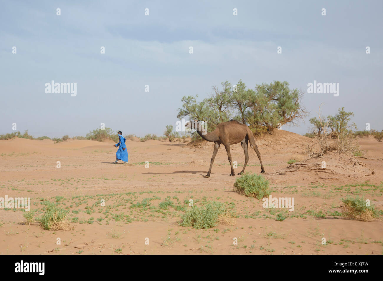 Native animals of morocco hi-res stock photography and images - Alamy