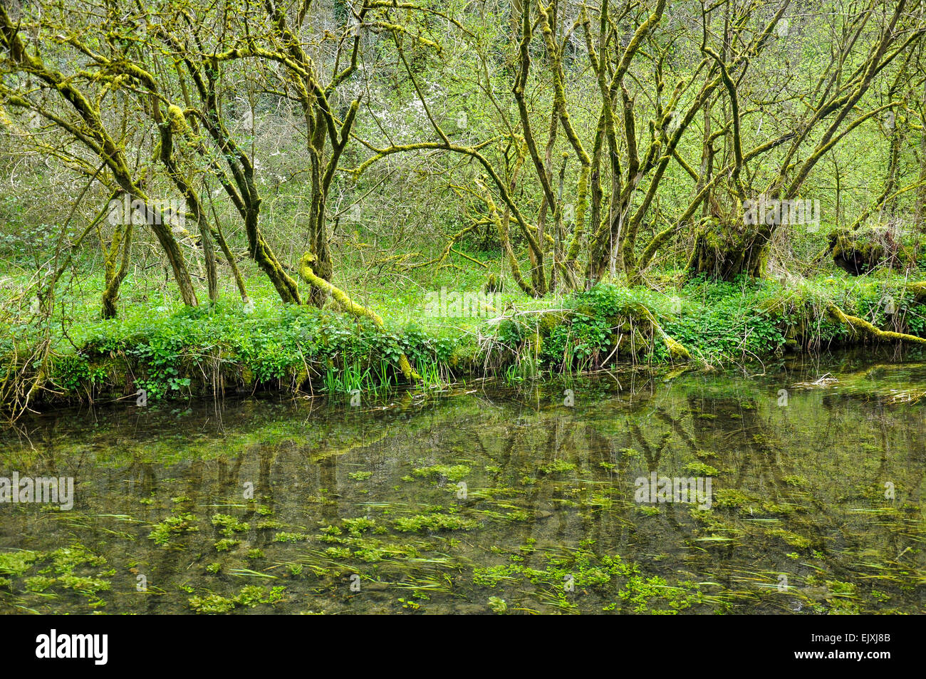 Greenery and trees beside the river Lathkill in Lathkill Dale near ...