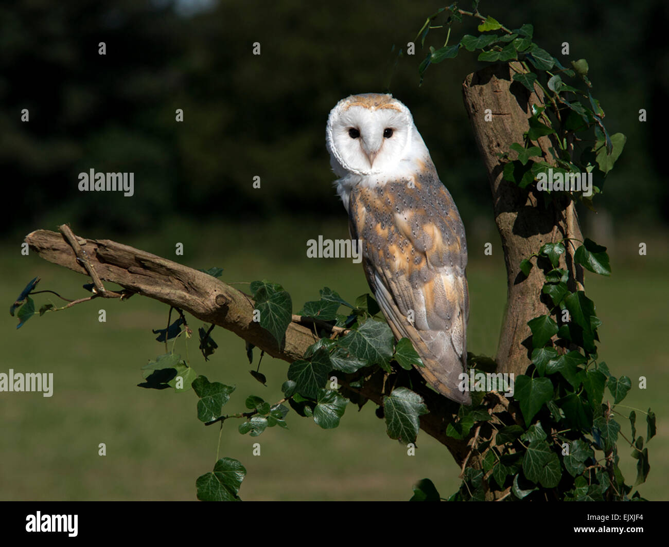 Barn owl, ( Tyto alba Stock Photo - Alamy