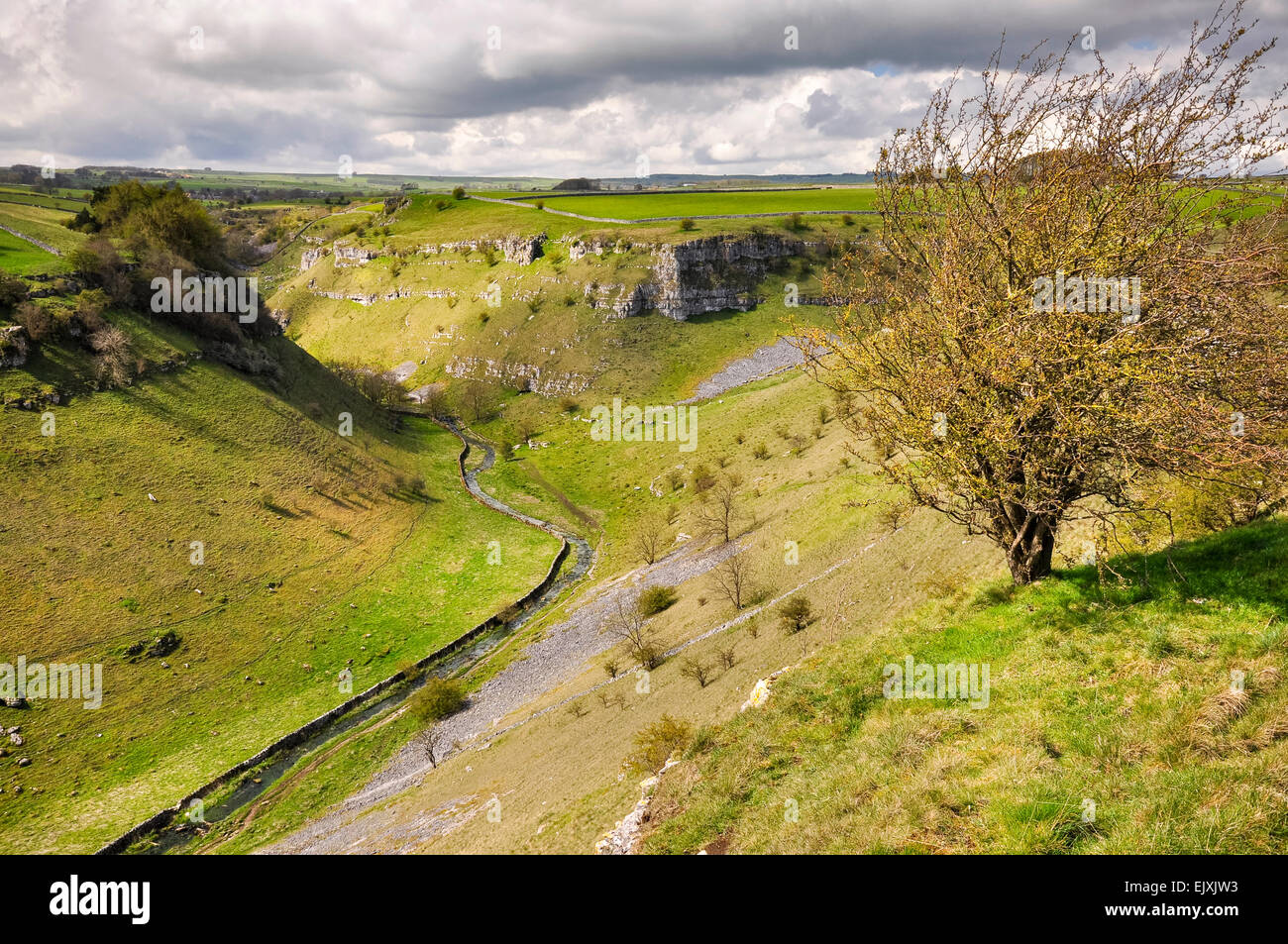 Hawthorn tree on hillside in Lathkill Dale in the Peak District. Spring ...