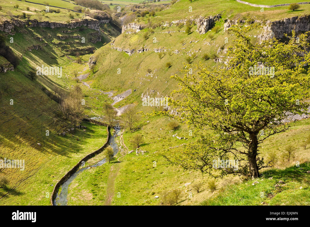 Hawthorn tree on hillside in Lathkill Dale in the Peak District. Spring ...