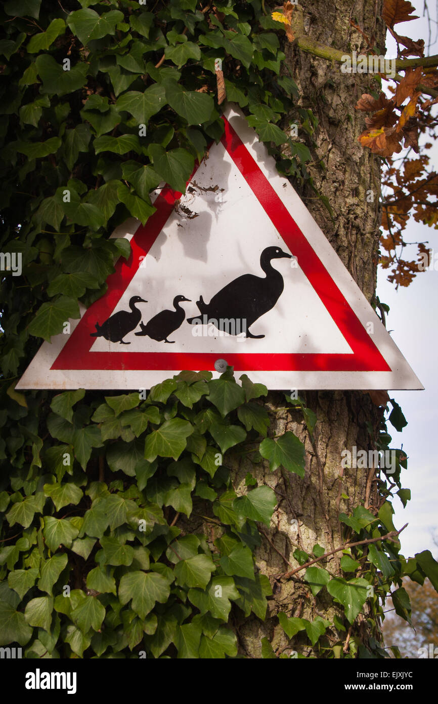 Beware of wildfowl traffic warning sign in Kent, England, showing birds ...