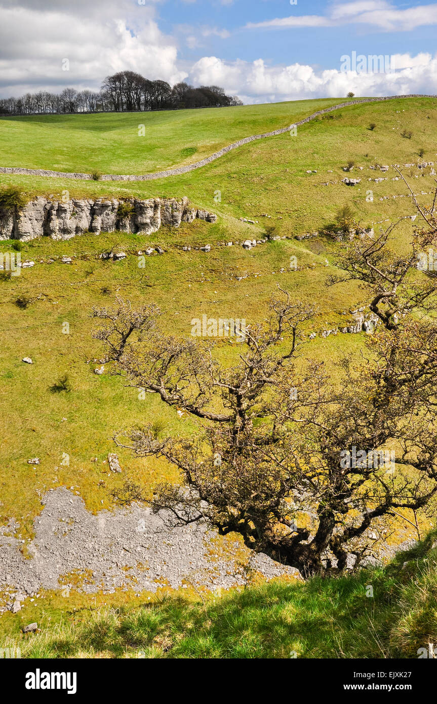 Hawthorn tree on hillside in Lathkill Dale in the Peak District. Spring ...