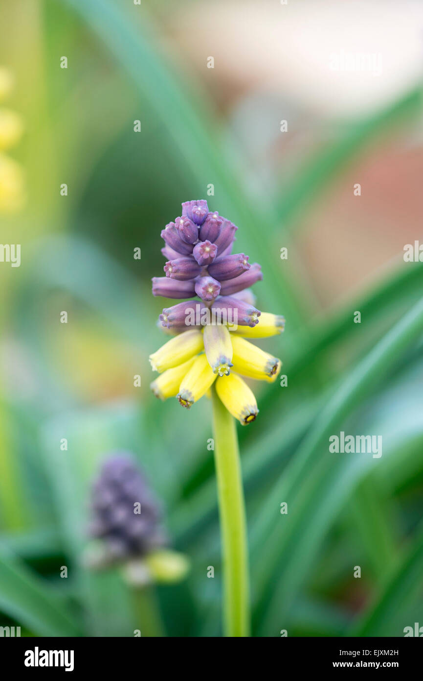 Muscari macrocarpum. Yellow Grape Hyacinth Stock Photo - Alamy