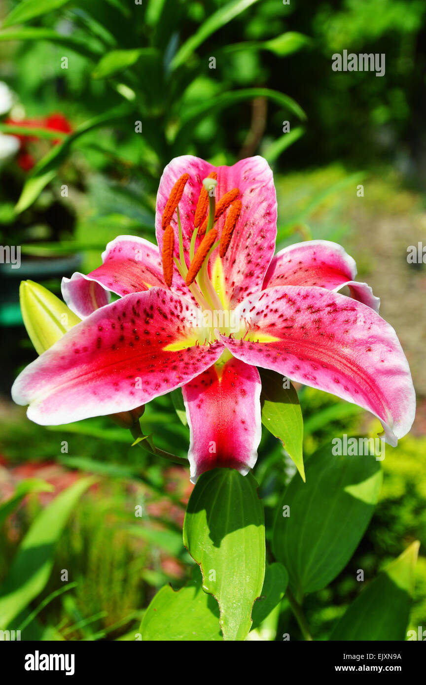 Blooming Lilium in the garden Stock Photo - Alamy