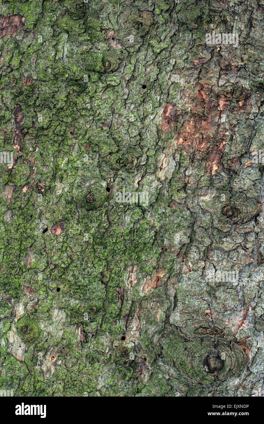 Bark pine tree trunk texture hi-res stock photography and images - Alamy