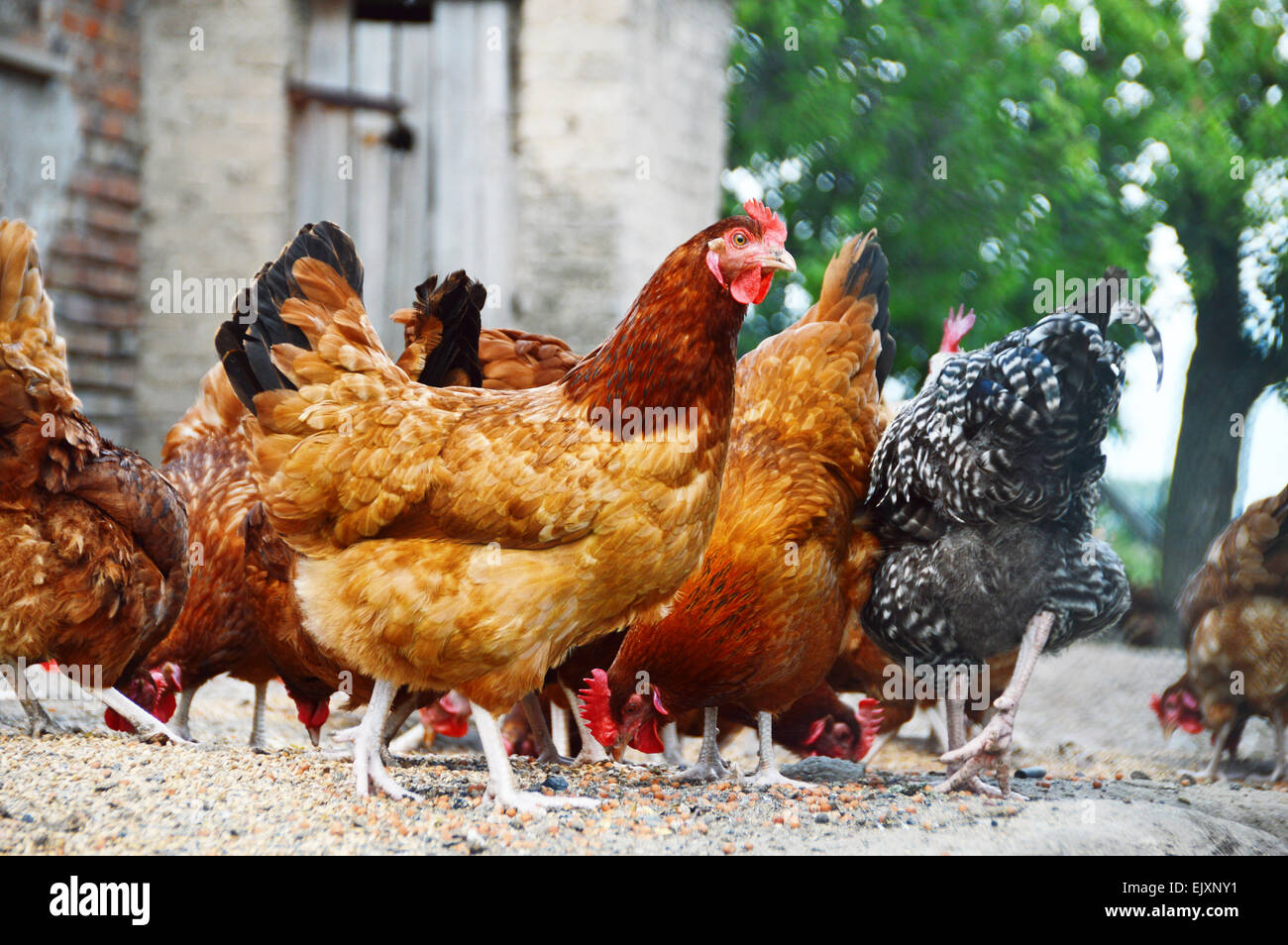 Chickens on traditional free range poultry farm Stock Photo - Alamy