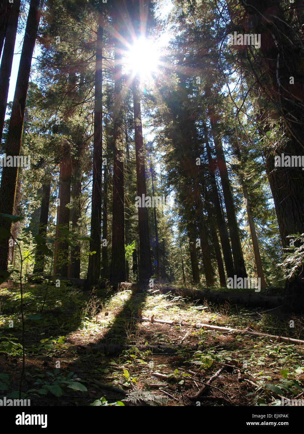 Sunlight through tall pines hi-res stock photography and images - Alamy