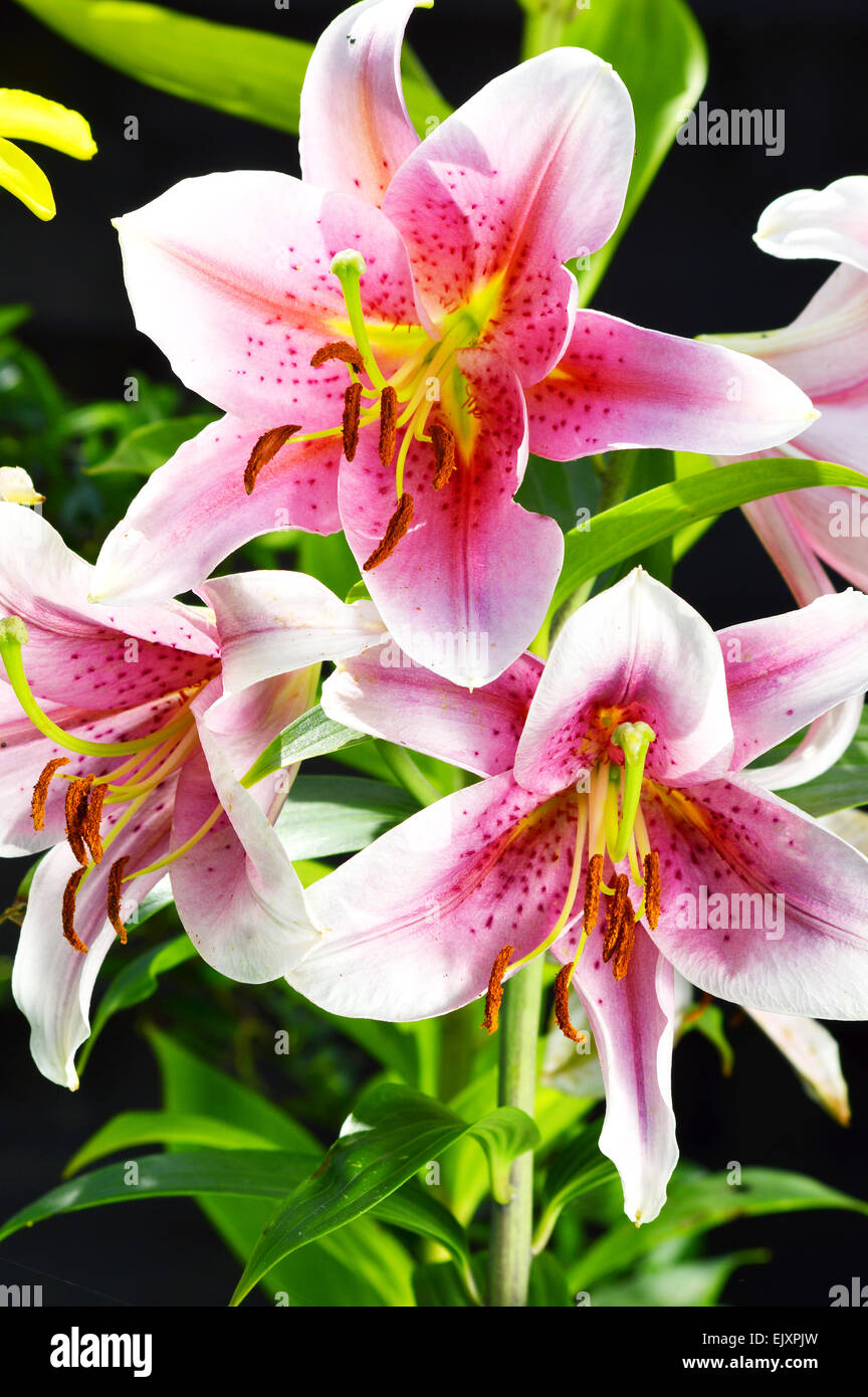 Blooming Lilium in the garden Stock Photo - Alamy