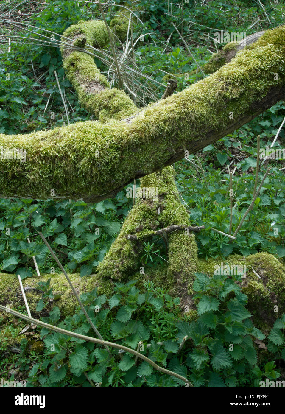 Moss covered branches on woodland floor Stock Photo - Alamy