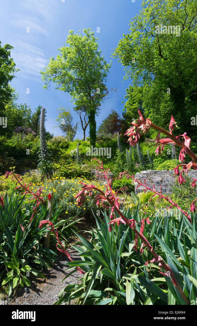 achamore gardens isle of gigha Stock Photo - Alamy