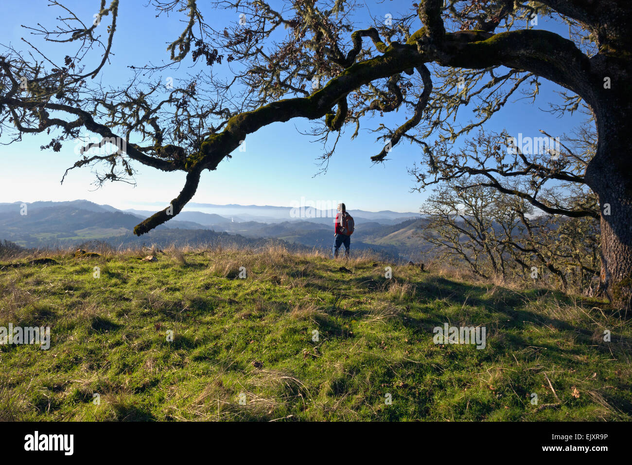 Bank Thistle High Resolution Stock Photography and Images - Alamy