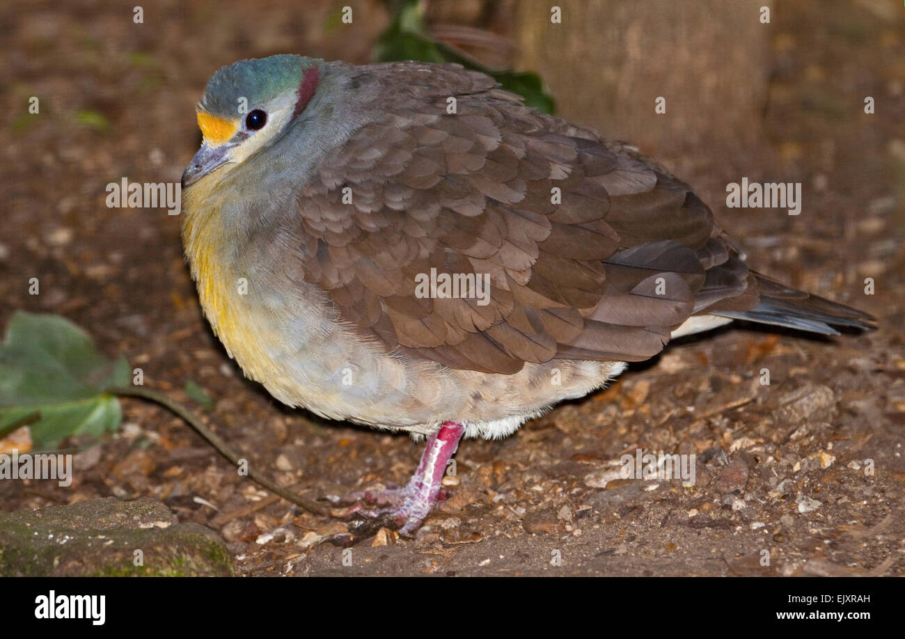 Sulawesi Ground Dove (gallicolumba tristigmata Stock Photo - Alamy