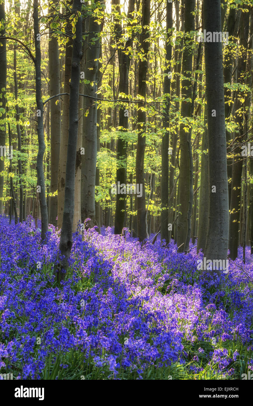 Beautiful morning in Spring bluebell forest Stock Photo - Alamy
