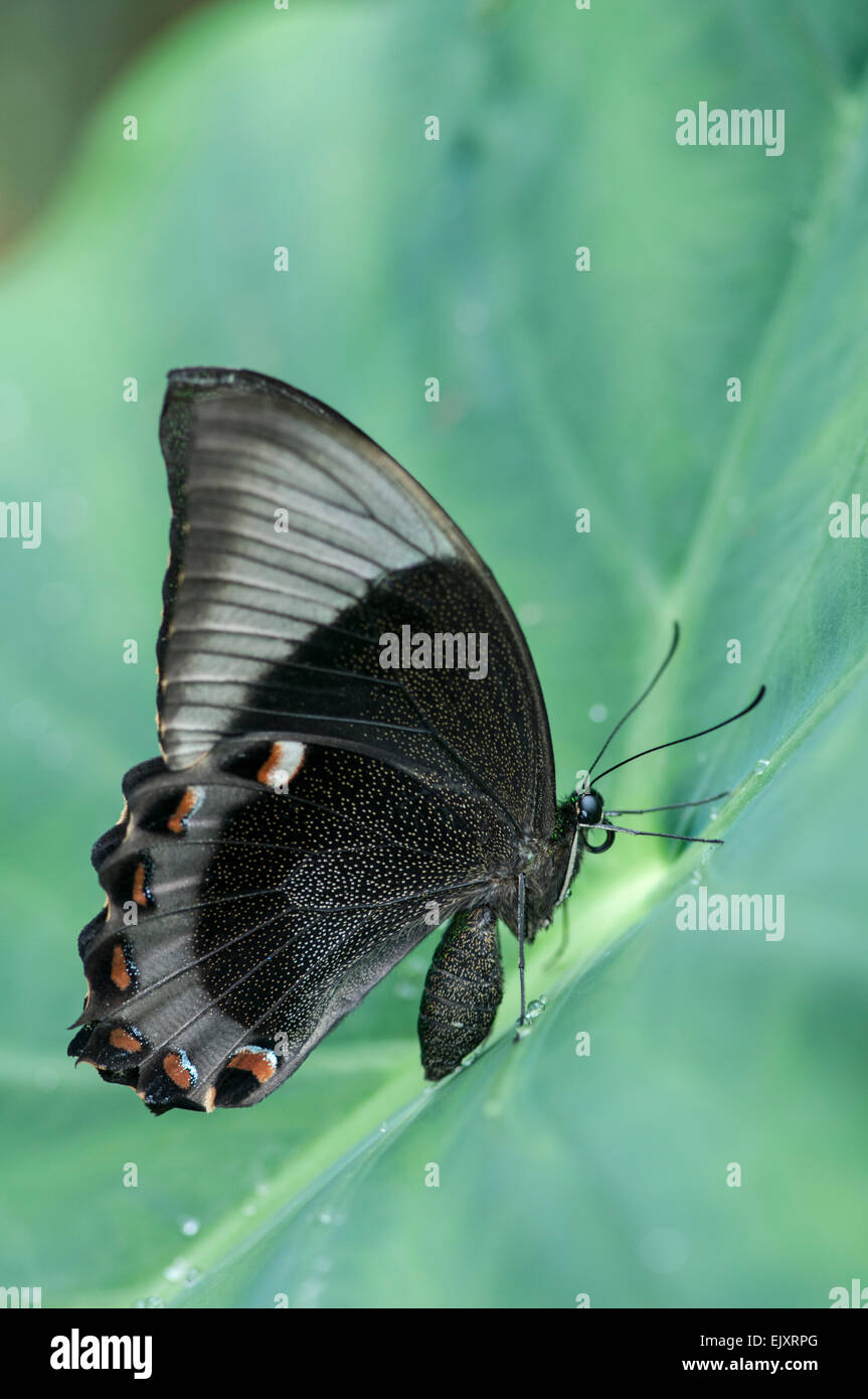 Banded peacock butterfly hi-res stock photography and images - Alamy