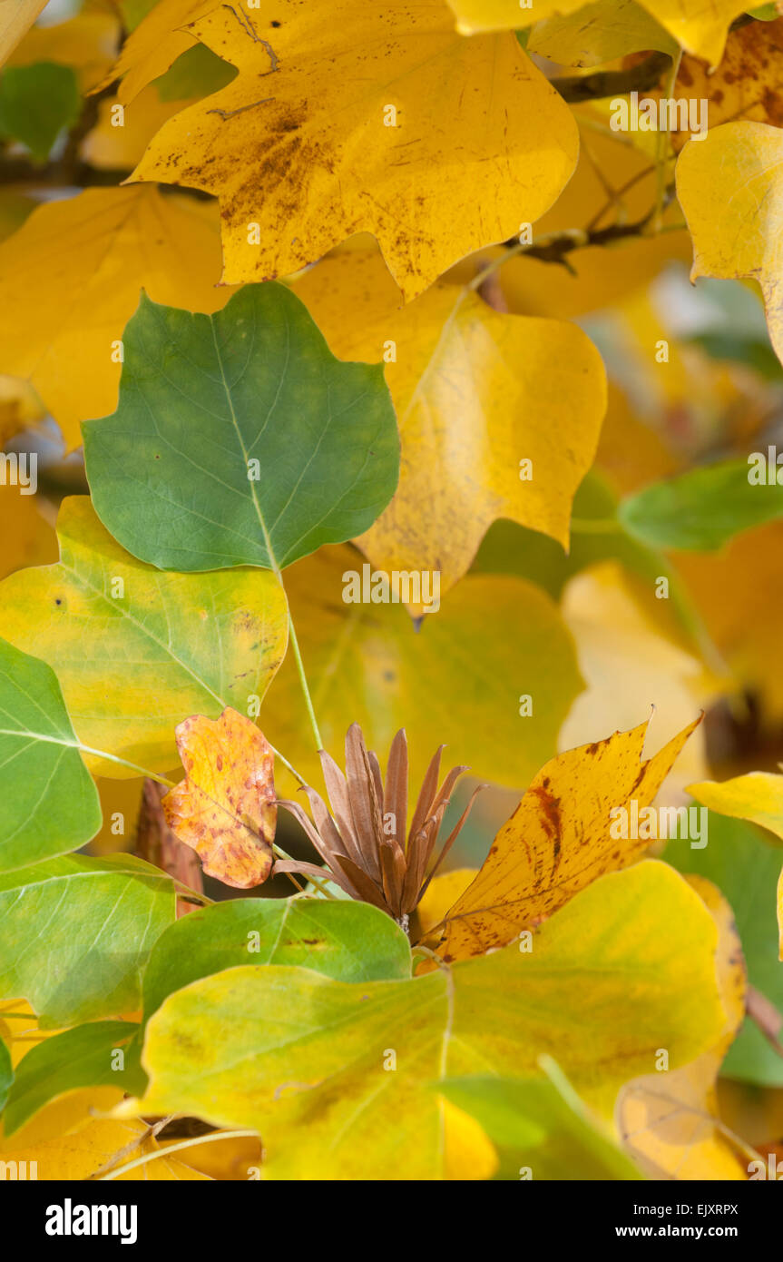 Tulip Tree: Liriodendron tulipifera Stock Photo - Alamy
