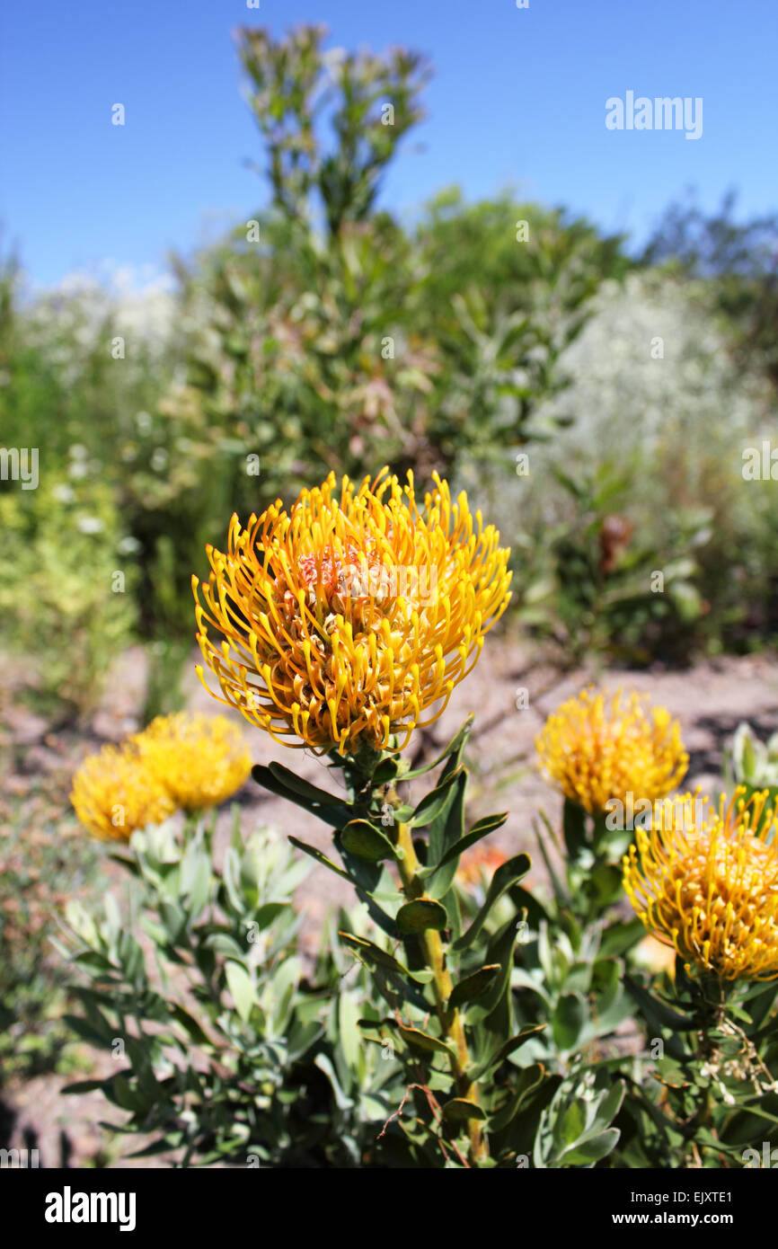 Proteas hi-res stock photography and images - Alamy