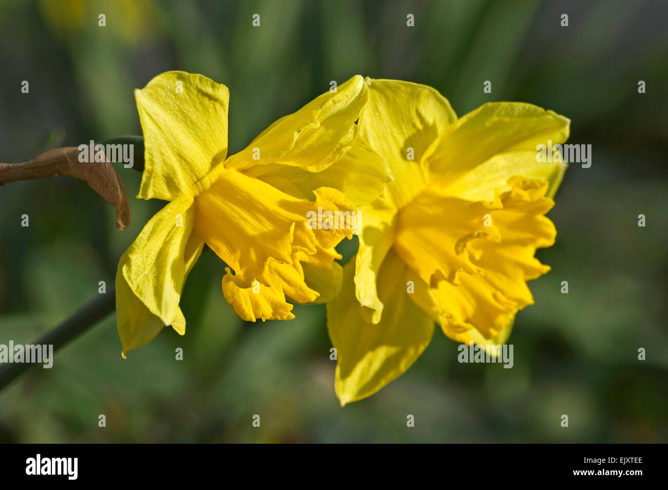 Wild daffodil / Lent lily (Narcissus pseudonarcissus) in flower Stock ...