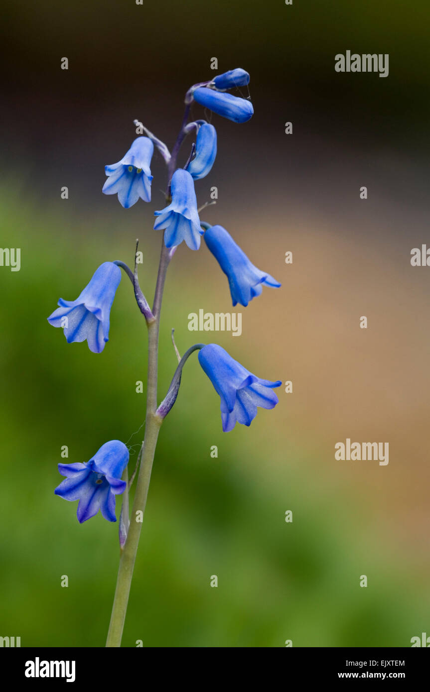Spanish bluebell (Hyacinthoides hispanica) in flower, Spain Stock Photo ...