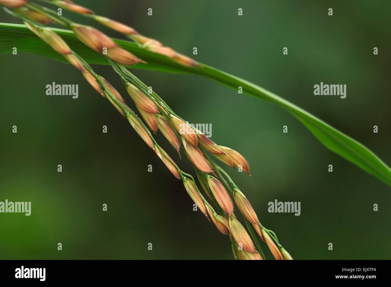 Asian rice plant oryza sativa hi-res stock photography and images - Alamy