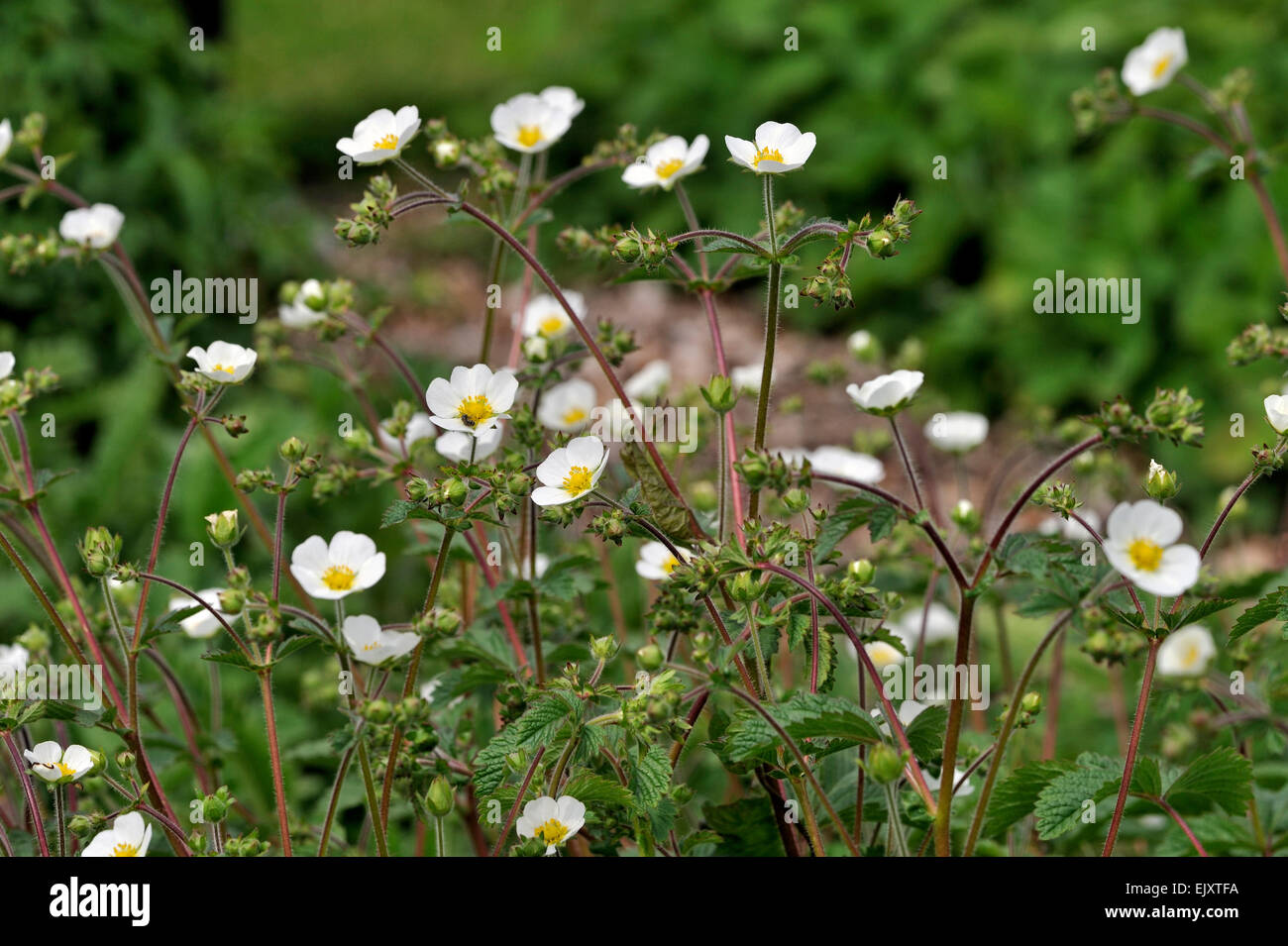 Rock cinquefoil (Potentilla rupestris) in flower Stock Photo - Alamy