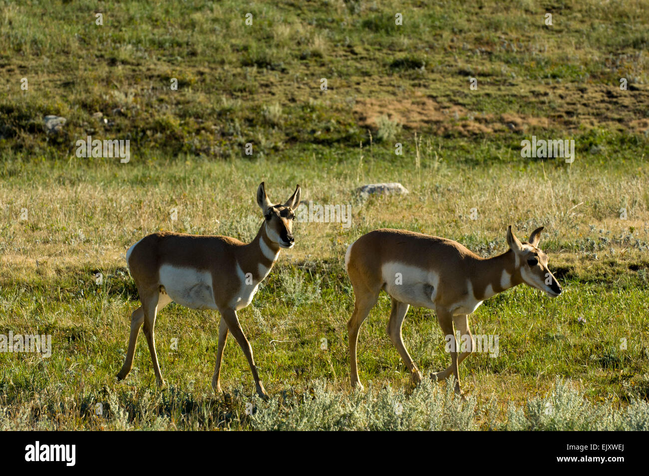 Pronghorn, Custer State Park, Black Hills, South Dakota, USA Stock ...