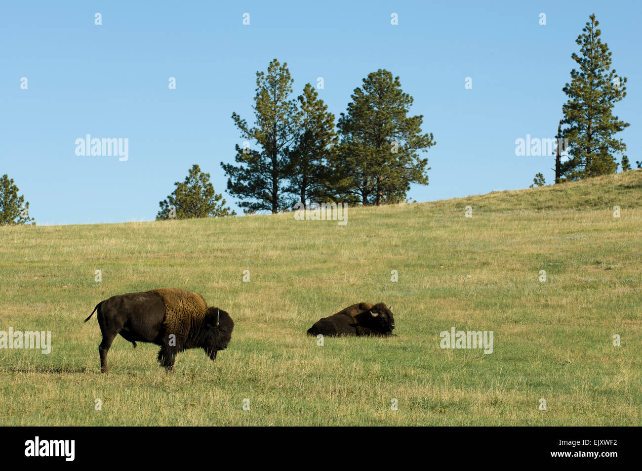 Bison, Custer State Park, Black Hills, South Dakota, USA Stock Photo ...