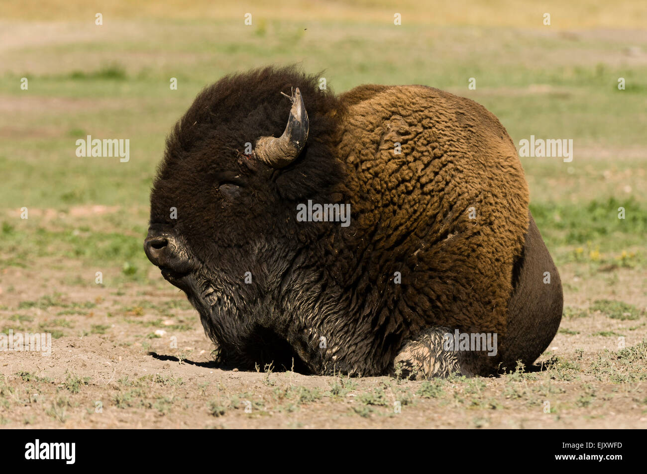 Bison, Custer State Park, Black Hills, South Dakota, USA Stock Photo ...