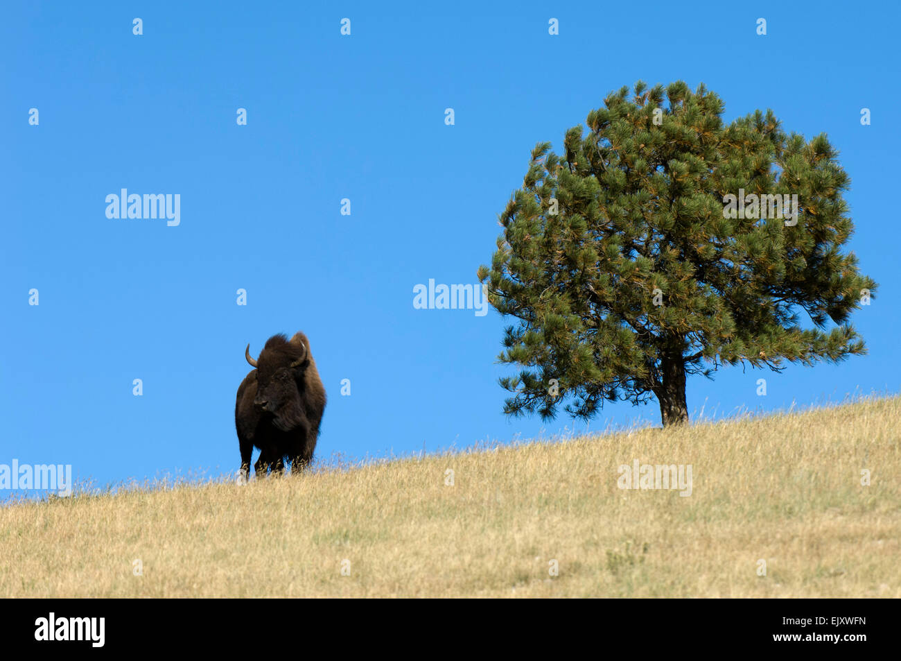 An american bison,Bison bison, on the top of an hill Stock Photo - Alamy