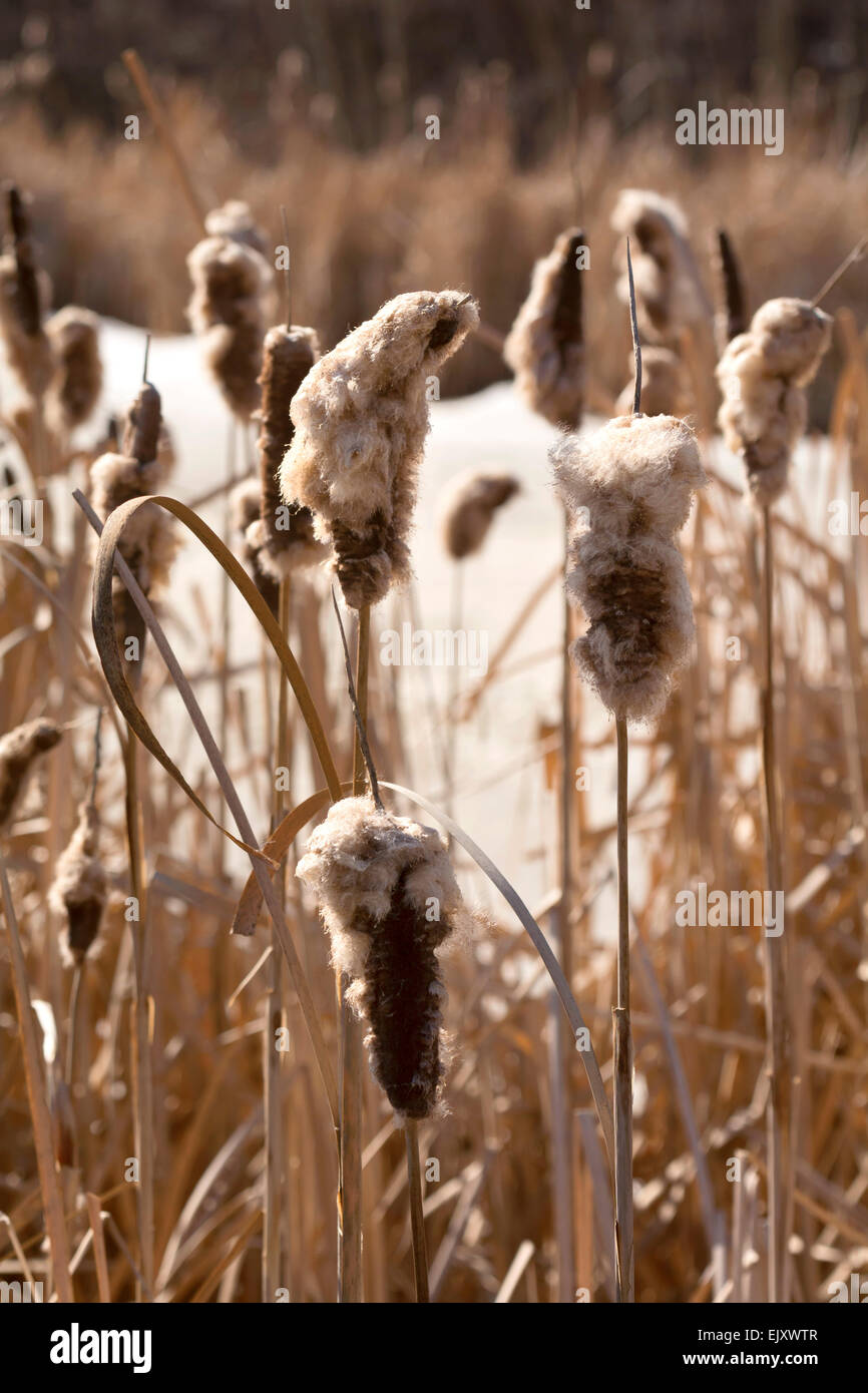 Cattails pond hi-res stock photography and images - Alamy