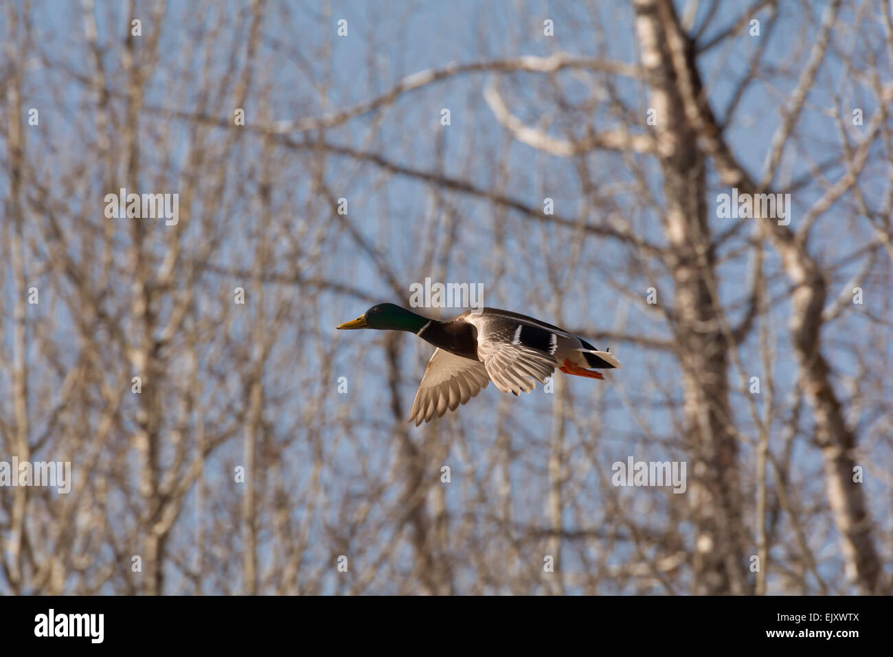 Mallard Flying High Resolution Stock Photography and Images - Alamy