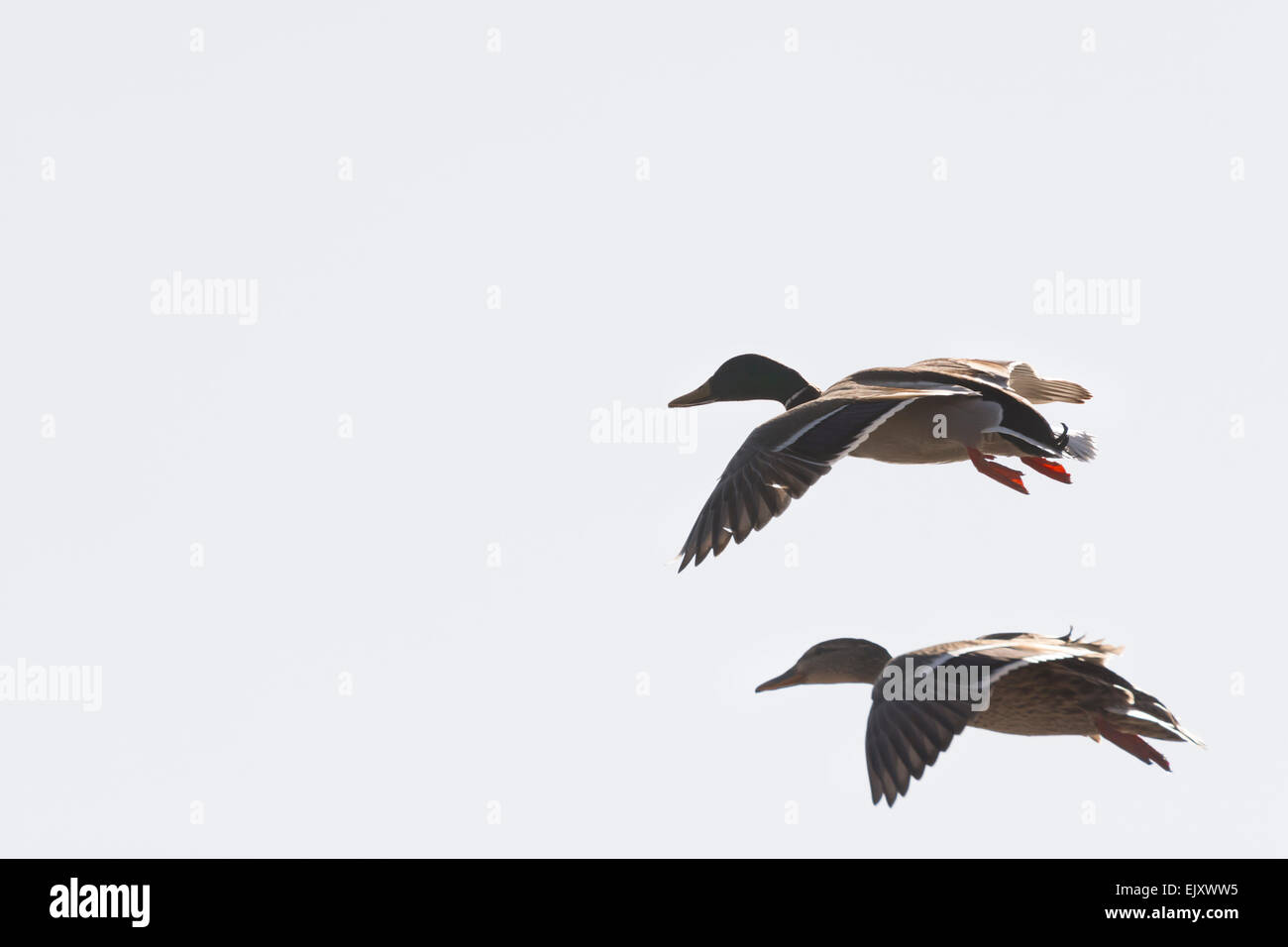 Flying ducks water hi-res stock photography and images - Alamy