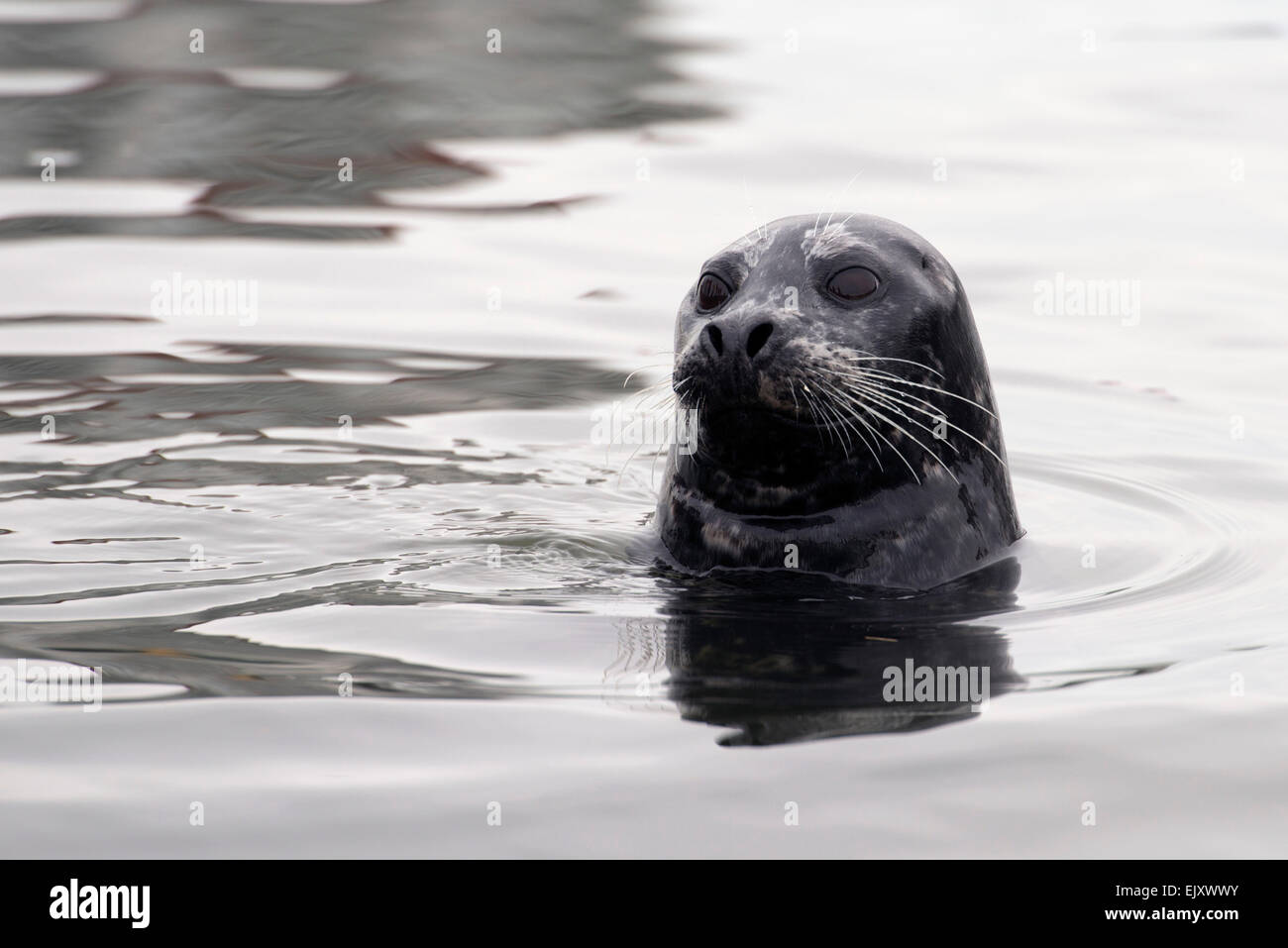 A seal floating in the water Stock Photo - Alamy