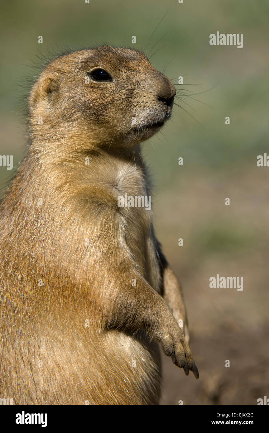 A prairie dog Stock Photo - Alamy
