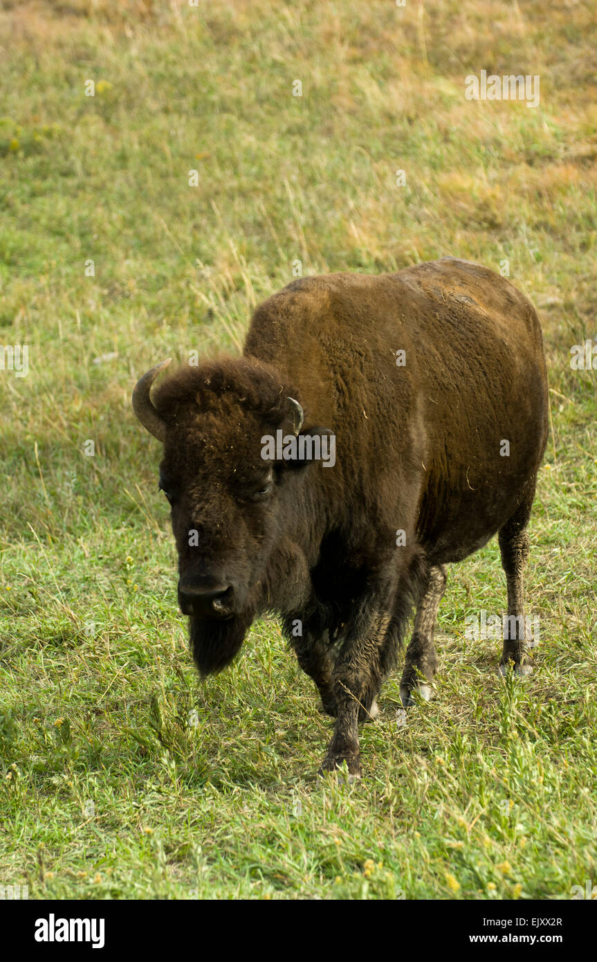 Bison. Custer State Park, Black Hills, South Dakota, USA Stock Photo ...