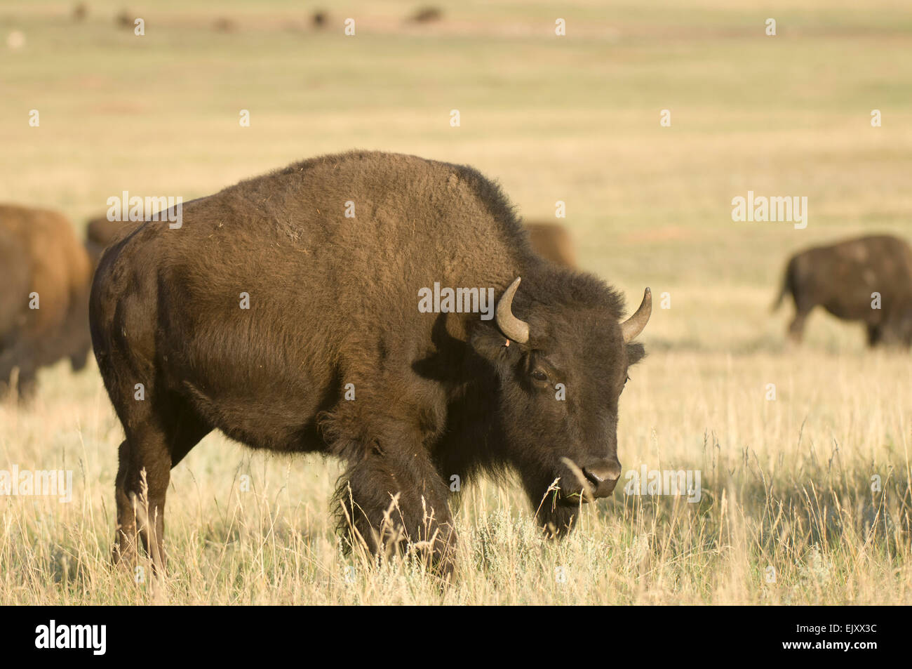 Portrait of an american bison, Bison bison Stock Photo - Alamy
